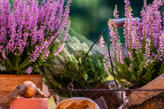 Erika oder Besenheide?: Profi Ruhl